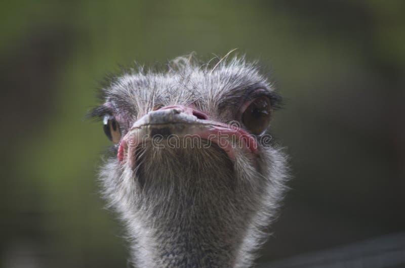 A bold ostrich stock image. Image of ostrich, bold, african - 27866079
