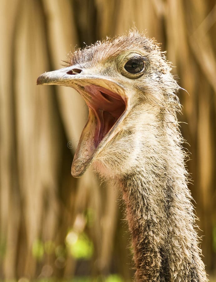 Ostrich Head Closeup stock image. Image of africa, animal - 26939495
