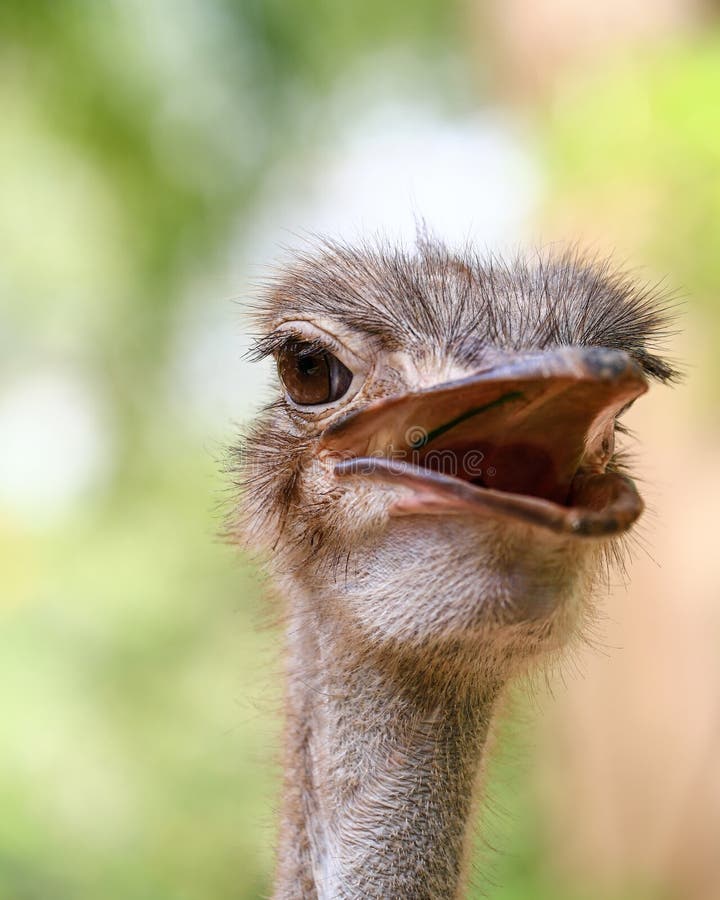 Ostrich head closeup. stock photo. Image of african, africa - 66884580