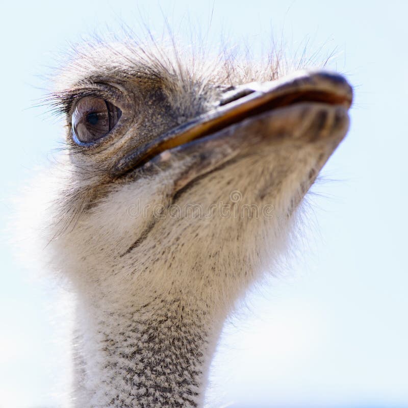 Ostrich head closeup stock photo. Image of beak, close - 71206518