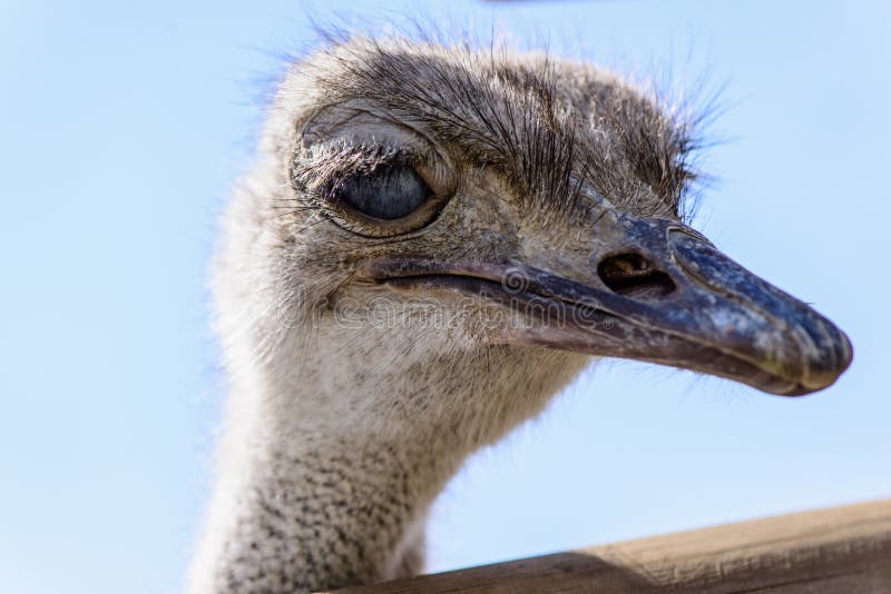Ostrich head closeup stock photo. Image of animals, domestic - 71207012