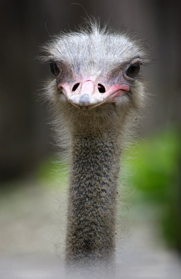 Ostrich head closeup stock photo. Image of feather, farm - 46739974