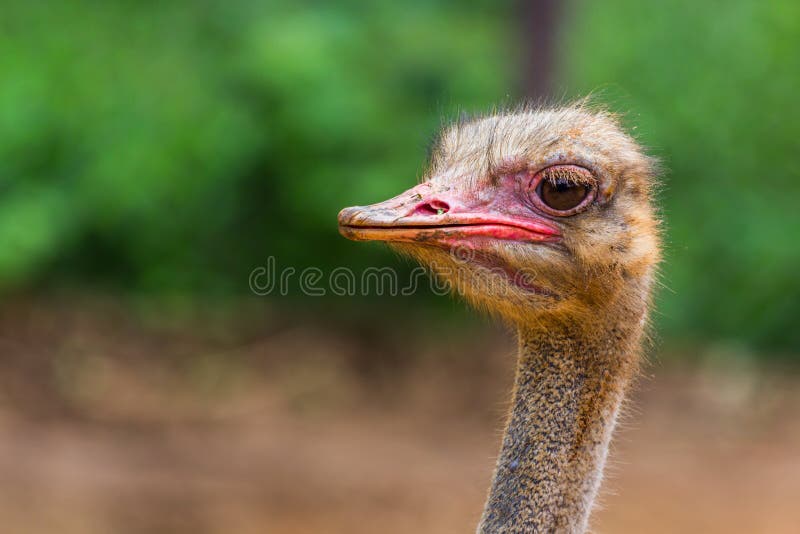 Ostrich head closeup stock image. Image of close, beak - 194460017