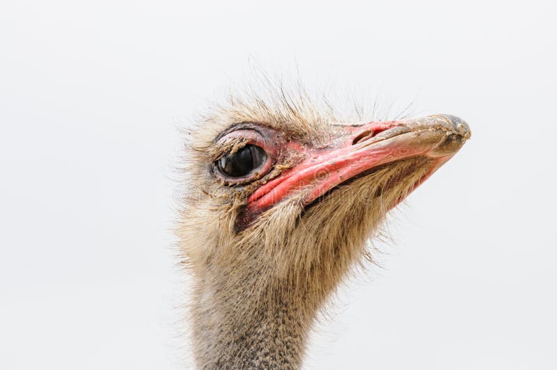 187 Stupid Ostrich Stock Photos - Free & Royalty-Free Stock Photos from ...