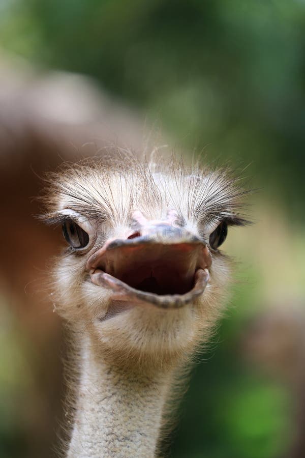 Ostrich Head Closeup. Animal Zoo, Outdoors Stock Image - Image of ...