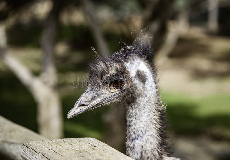 Ostrich head stock photo. Image of head, africa, spring - 129963680