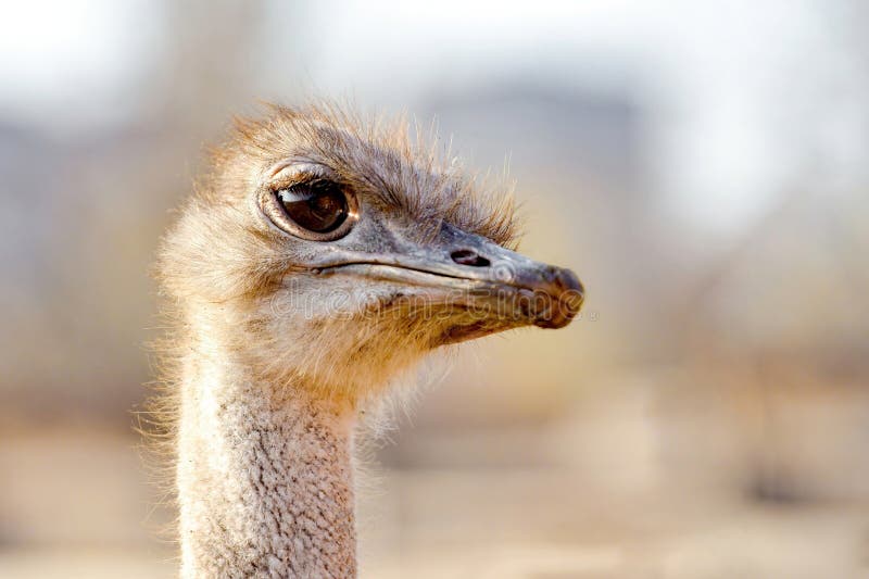 Ostrich Head on a Long Neck, Closeup Side View Stock Image - Image of ...