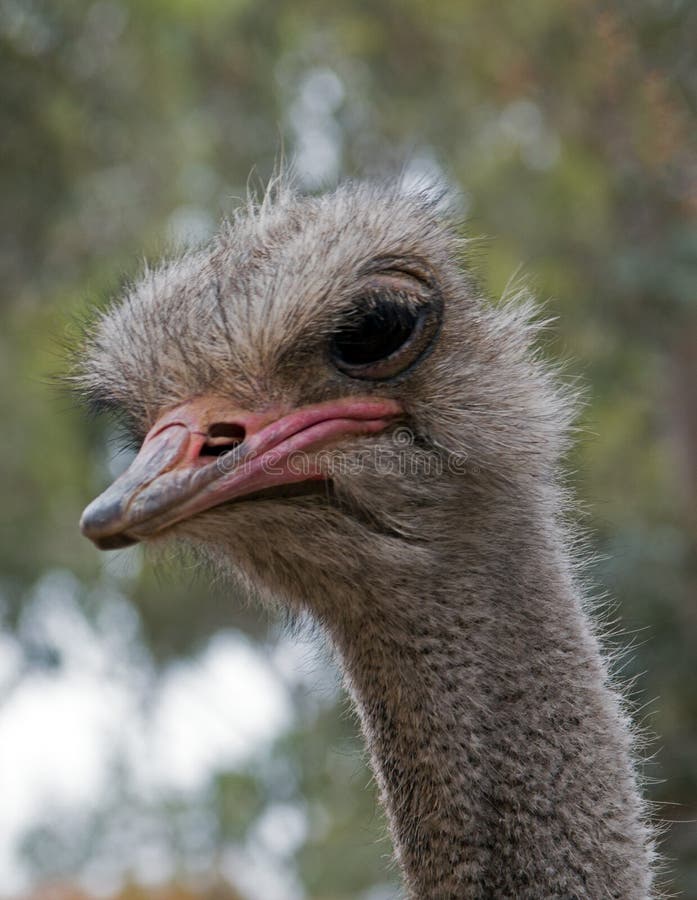 Ostrich Head Near Adelaide Australia Stock Image - Image of eyelash ...
