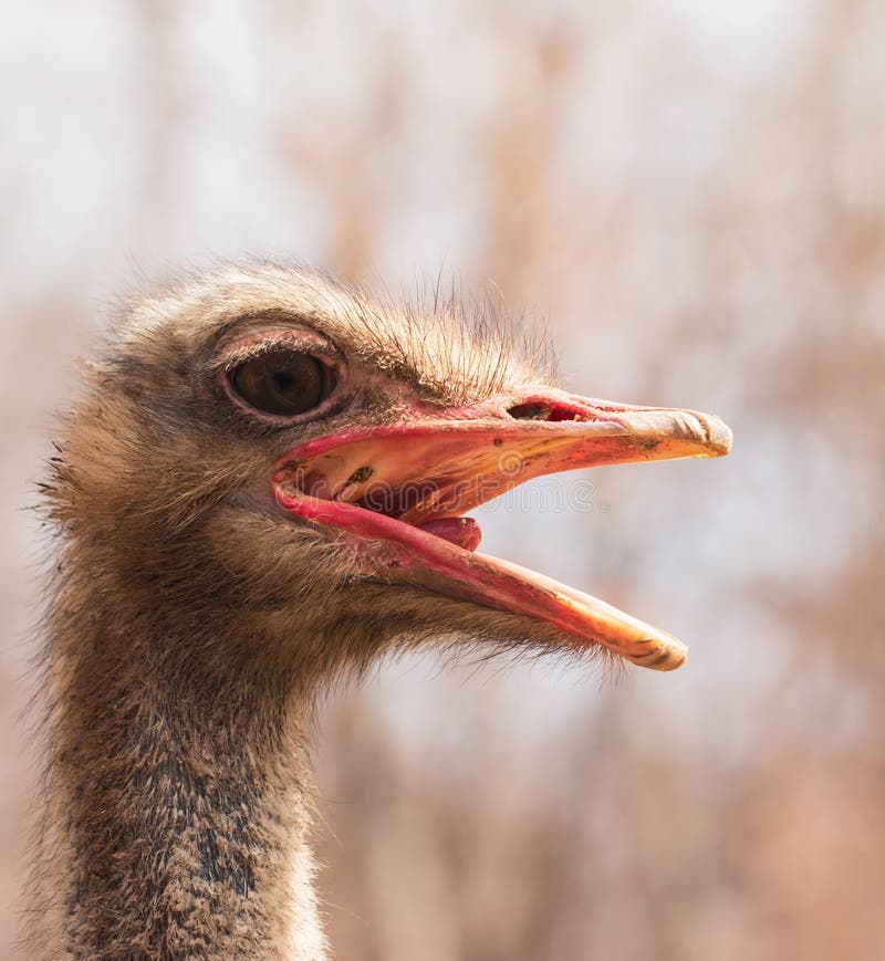Ostrich Head with Open Beak Stock Photo - Image of white, brown: 171280882