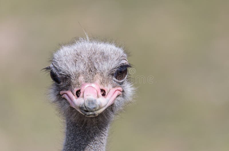Ostrich head stock photo. Image of hairy, view, close - 104049282