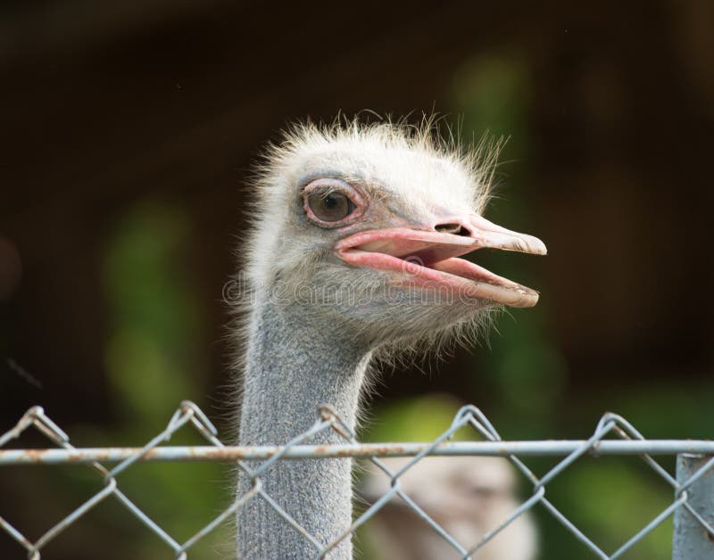 Ostrich head stock image. Image of nature, green, inquisitive - 97045273