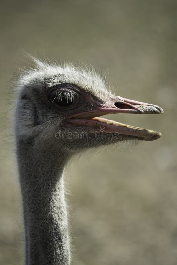 Ostrich Head Close-up. Side View Stock Photo - Image of closeup, side ...