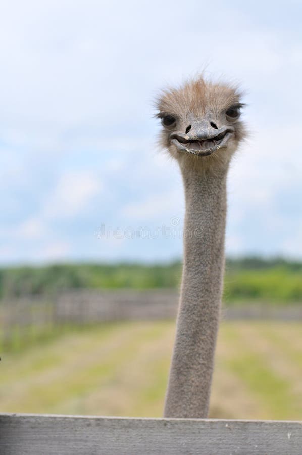 Ostrich Smile stock image. Image of common, birds, beak - 31072955