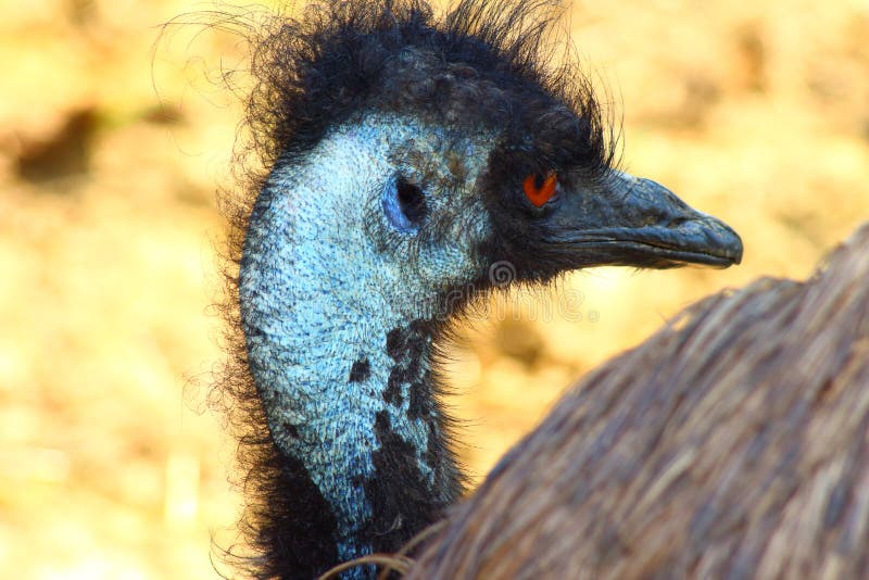 Ostrich head stock image. Image of creature, beak, indoors - 31808561