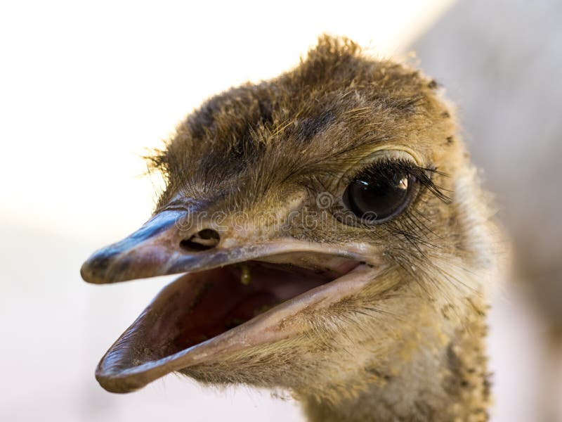 Ostrich chick stock image. Image of breed, farm, forest - 116897167