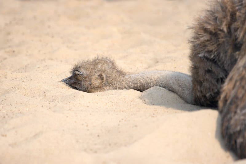 Ostrich Hides Its Head in the Sand Stock Photo - Image of farm, search ...