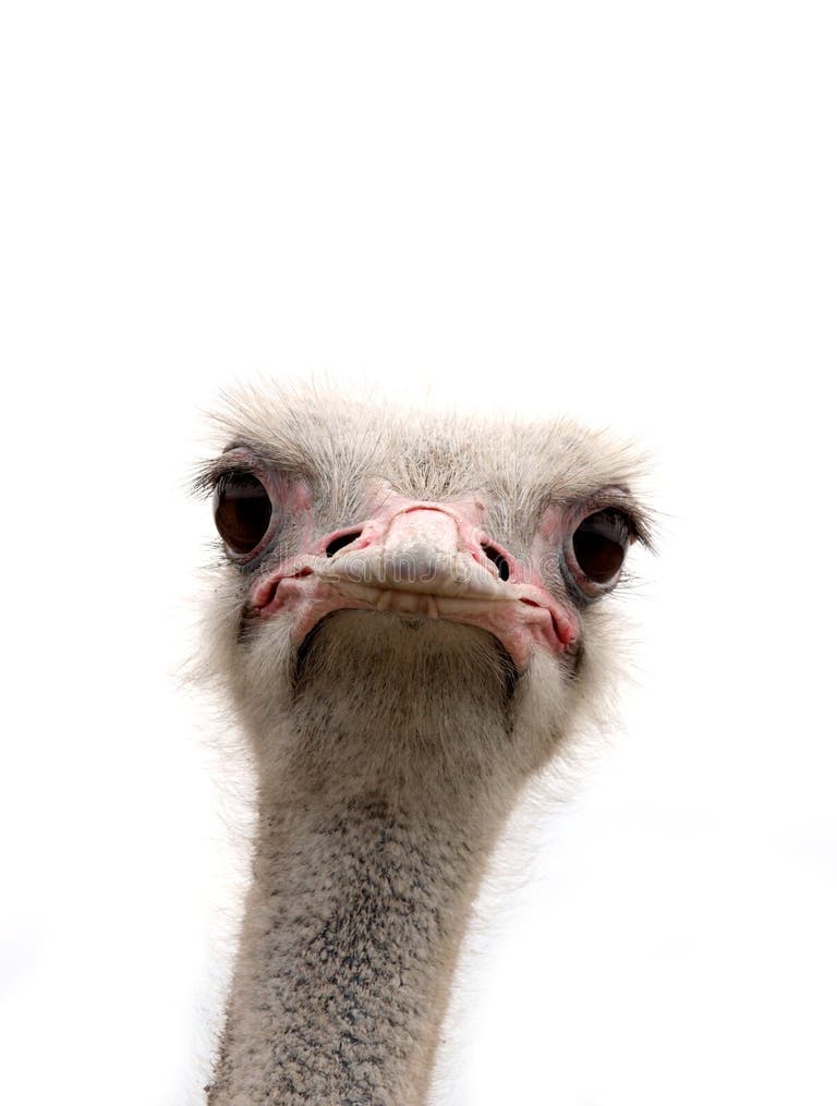 929 Ostrich Standing White Background Stock Photos - Free & Royalty ...