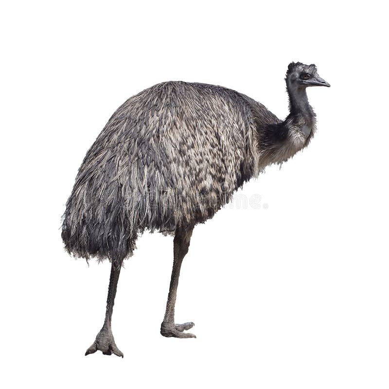 Emu cutout stock photo. Image of dromaius, animal, tasmania - 2500314