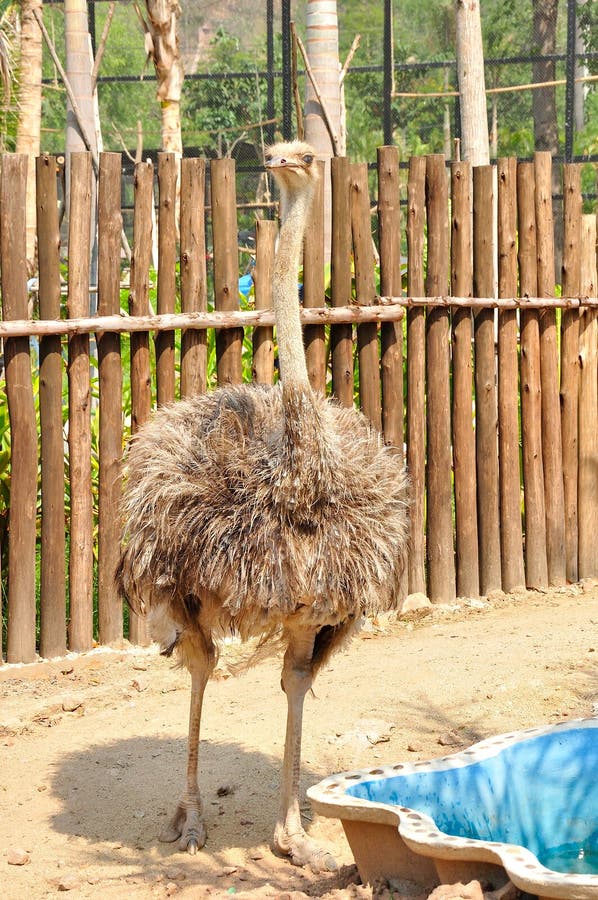 Ostrich, the Largest Flightless Birds Stock Image - Image of neck ...