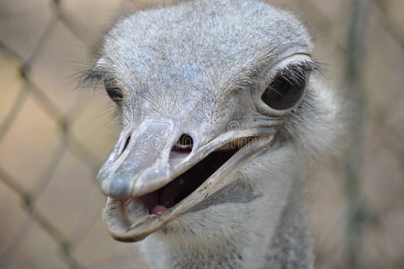 Ostrich Smile stock image. Image of eyes, goofy, struthio - 518579