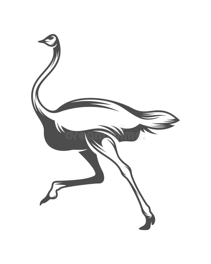 Ostrich Logo Vector, Animal Graphic, Ostrich Design Template ...