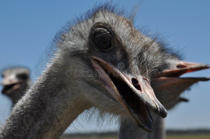 Ostrich look stock photo. Image of hair, travel, black - 12536266