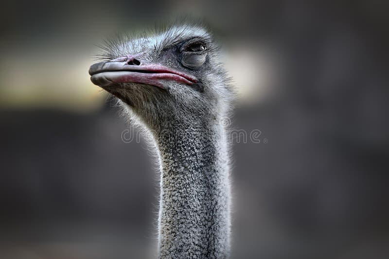 The ostrich look stock photo. Image of portrait, gaze - 21610180