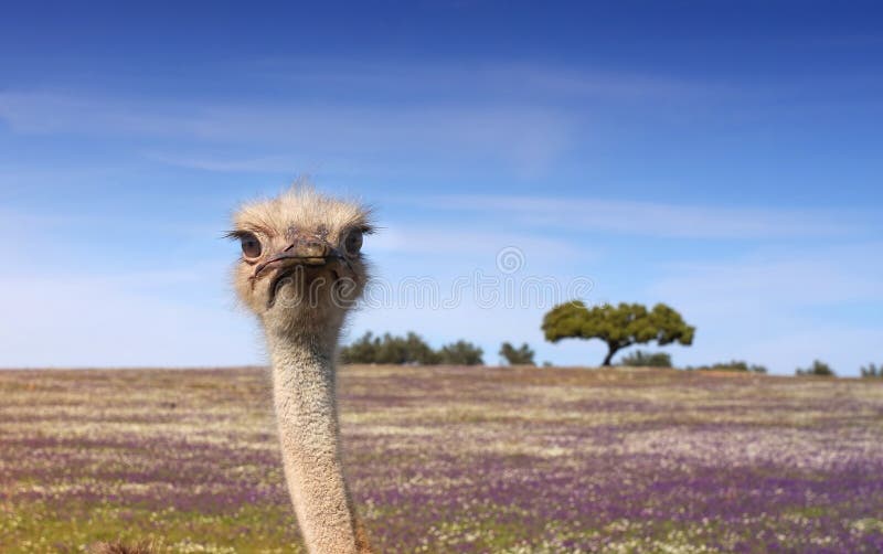Ostrich look stock photo. Image of humor, country, purple - 7184088