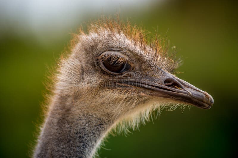 Ostrich look stock photo. Image of humor, country, purple - 7184088