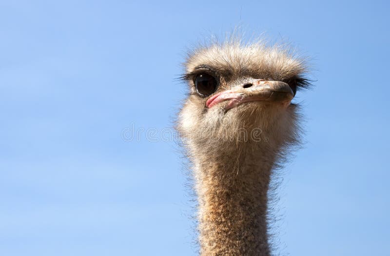 Ostrich look - RAW format stock photo. Image of high - 20022770