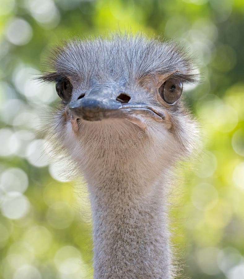 Ostrich stock image. Image of nature, park, namibia, etosha - 21869379
