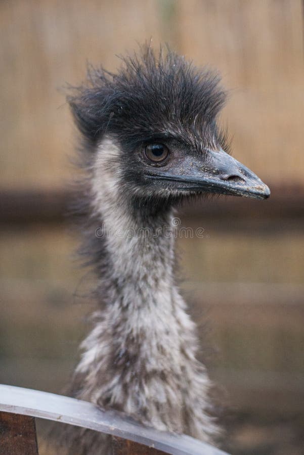 Ostrich looks at the frame stock photo. Image of nature - 113100750