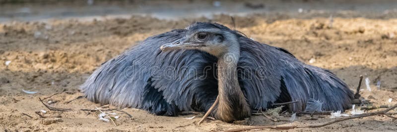 Ostrich lying stock image. Image of lightness, french - 143642157