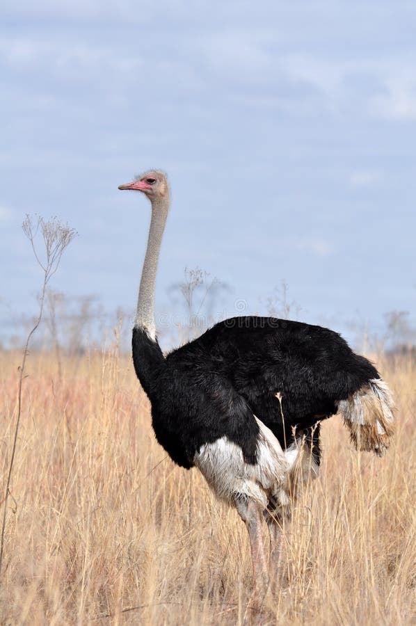 Ostrich male stock image. Image of vacation, african - 15088407