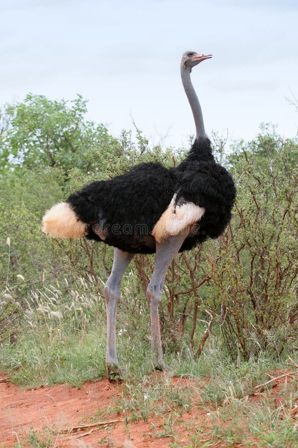 Easter Rabbit stock photo. Image of cute, happy, isolated - 6850872