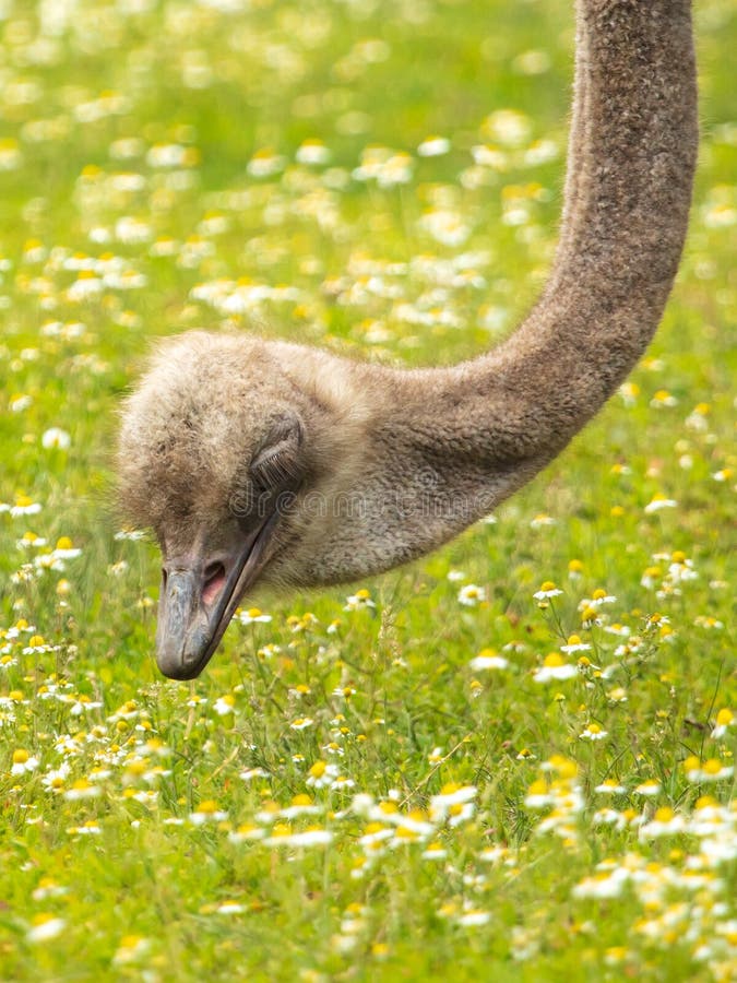 Ostrich in the Meadow Eats Green Grass Stock Image - Image of natural ...