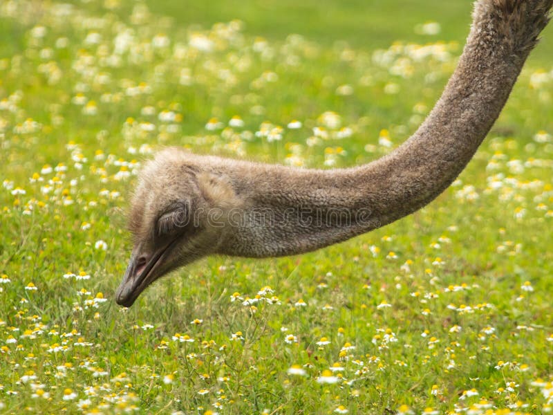 Ostrich in the Meadow Eats Green Grass Stock Photo - Image of ostrich ...