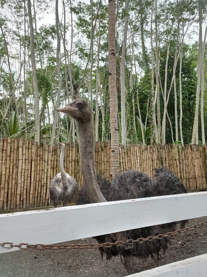 Ostrich in Mini Zoo Nature stock image. Image of minimal - 243451445