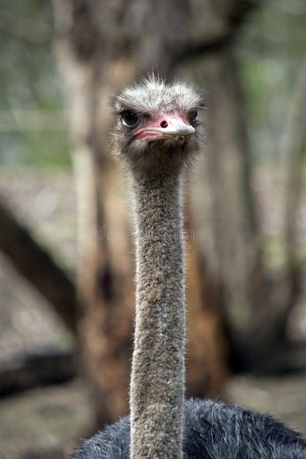 The Ostrich is Native To Africa Stock Photo - Image of surprise, beak ...