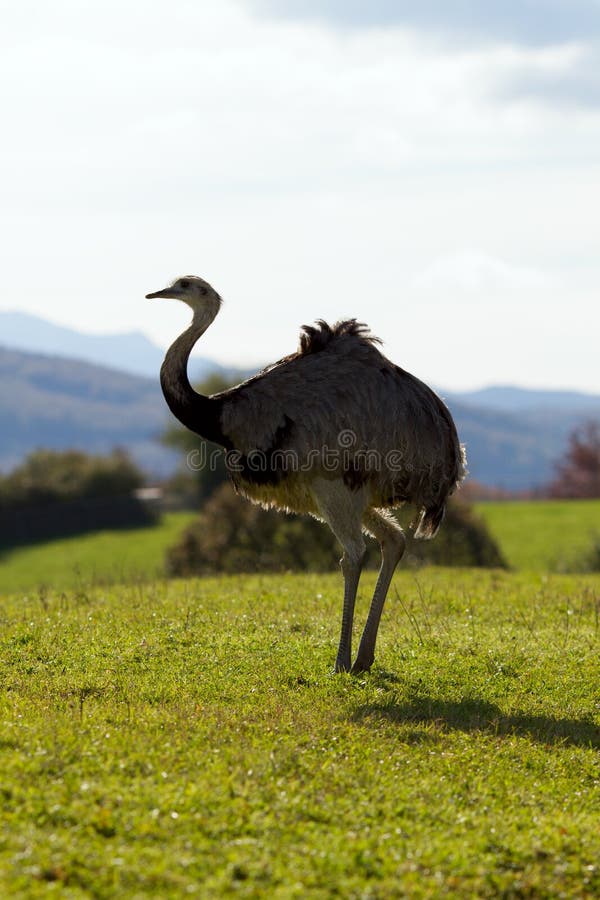 Ostrich at the Nature Reserve Stock Image - Image of safari, farm: 90594615