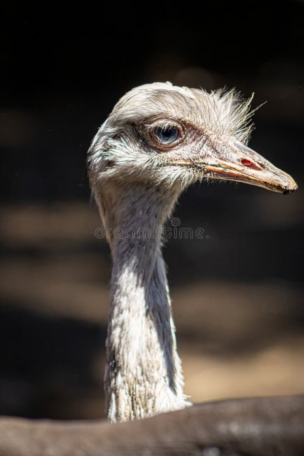 Ostrich Neck in Profile, Showcasing Its Unique Shape and Curiosity ...