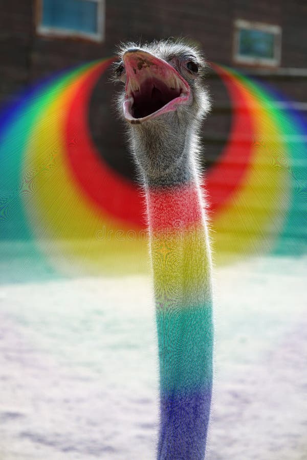 Ostrich with Open Mouth, Ostrich Yells Stock Image - Image of domestic ...