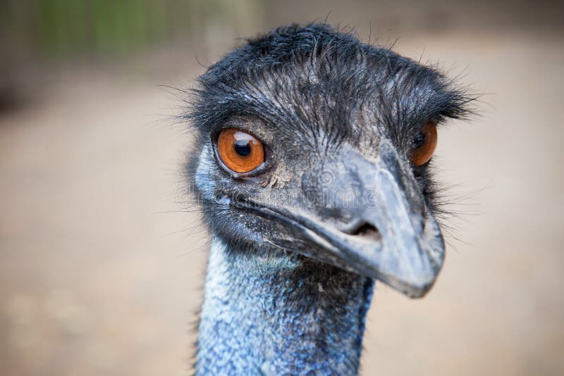 Ostrich with orange eyes stock image. Image of novaehollandiae - 77880721