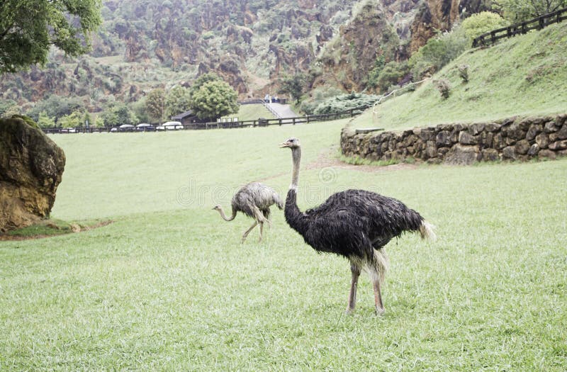Ostrich in park stock image. Image of grass, camelus - 60822343