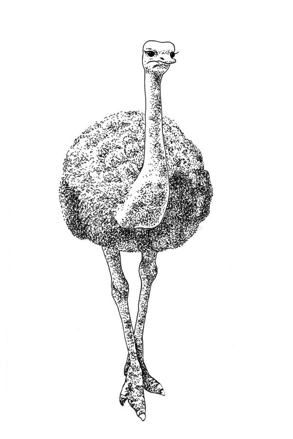 Ostrich Pen and Ink Drawing Stock Illustration - Illustration of ...