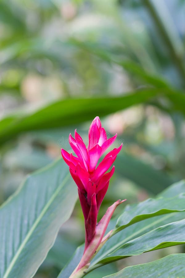 Ostrich Plume, Pink Cone Ginger Stock Photo - Image of flower, alpinia ...