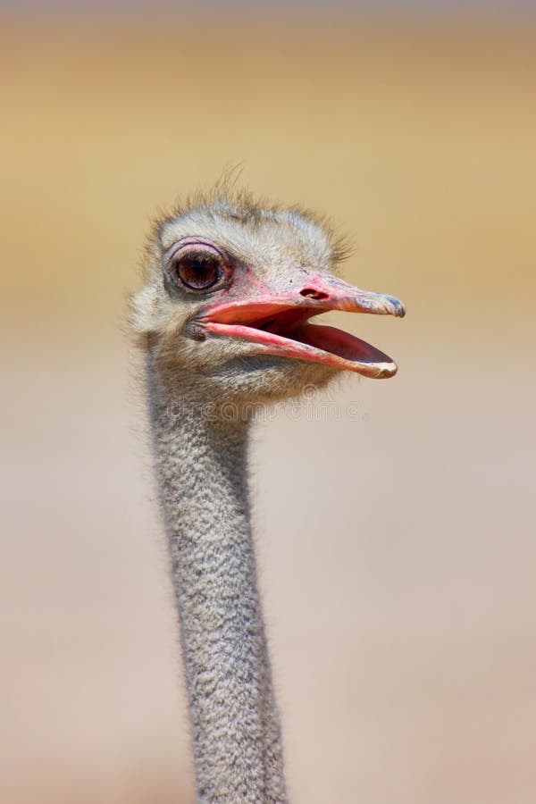 Ostrich portrait stock image. Image of camelus, wild - 15240125