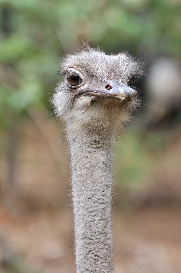 An ostrich portrait stock image. Image of face, neck - 24082591