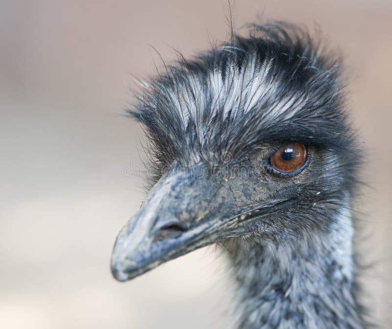 Ostrich portrait stock photo. Image of close, look, head - 24109164