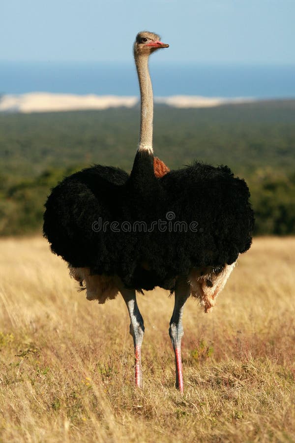Ostrich stock image. Image of head, south, stare, eyes - 1597211